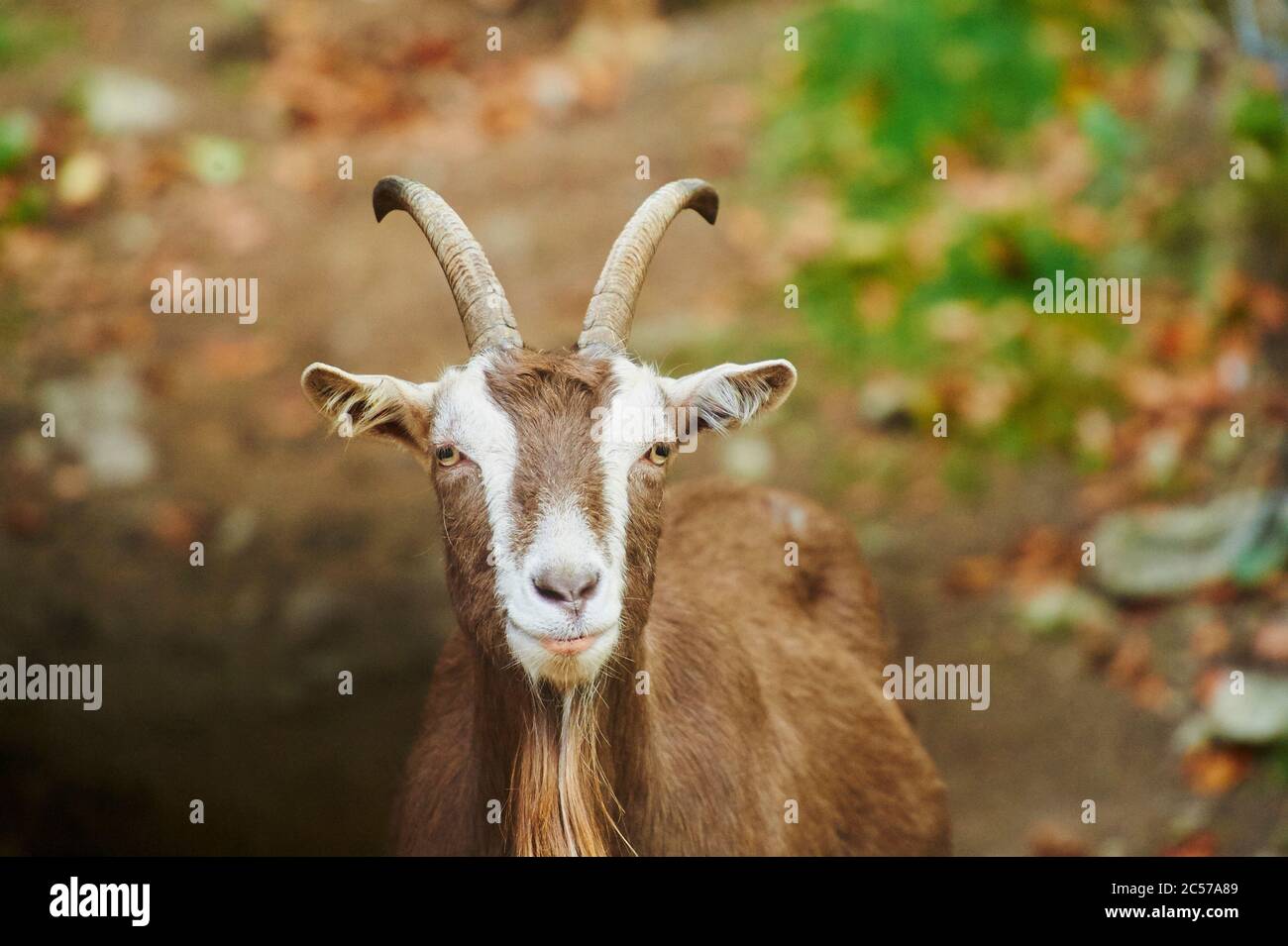 Domestic goat, Capra aegagrus hircus, portrait, frontal, looking camera ...