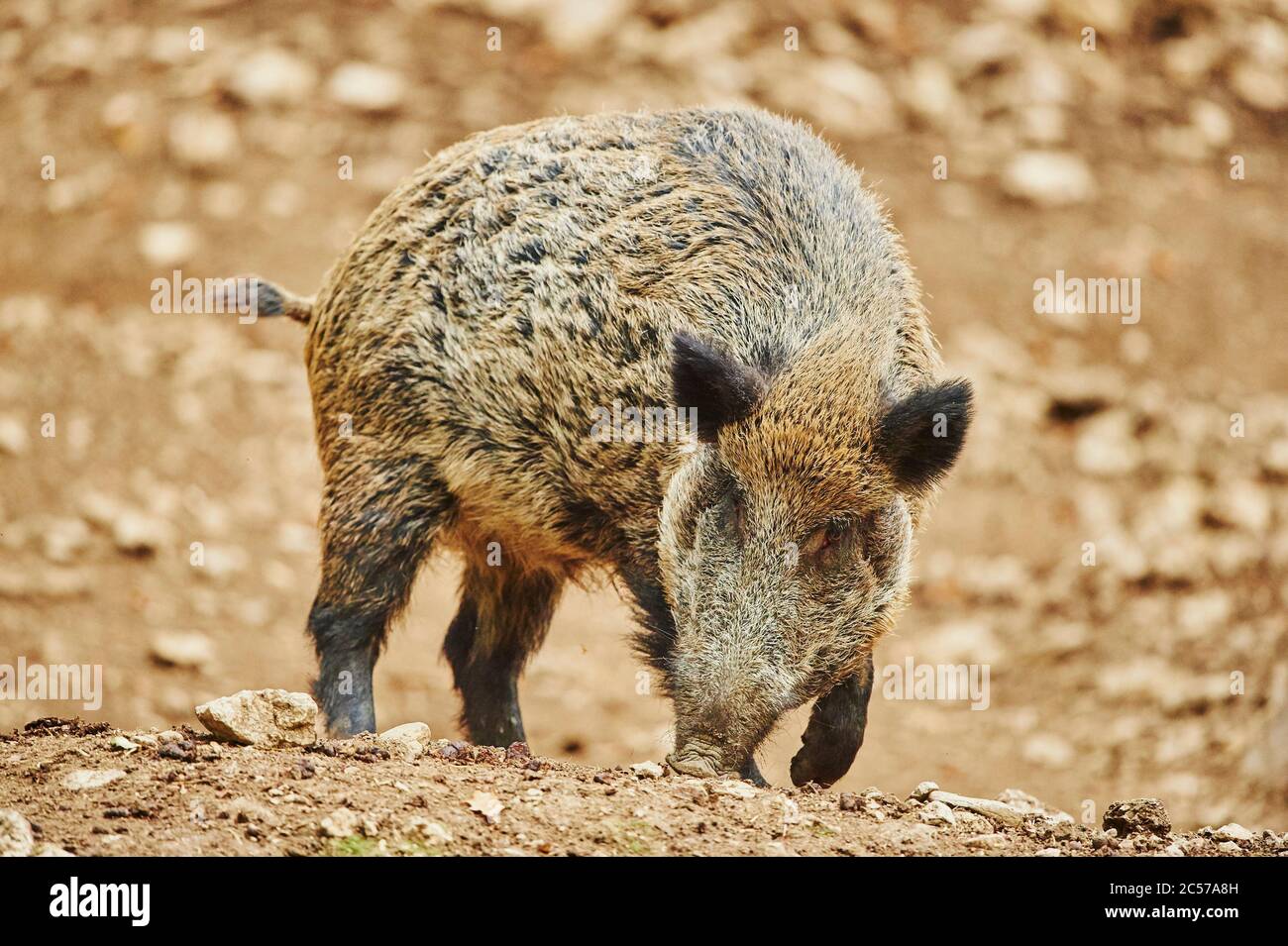 Wild boar, Sus scrofa, boar, full body, standing, sideways, looking ...