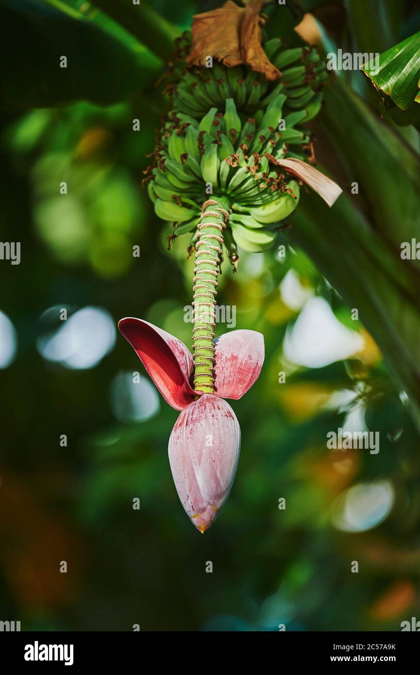 Bananas, Musea, on a plantation, flowering, Hawaii, Aloha State, United ...