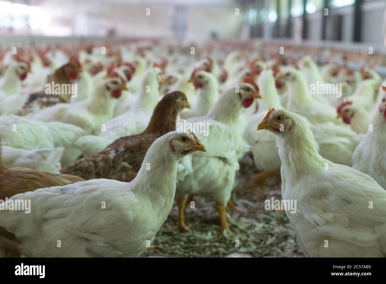 Broiler chicken white feathers hi-res stock photography and images - Alamy