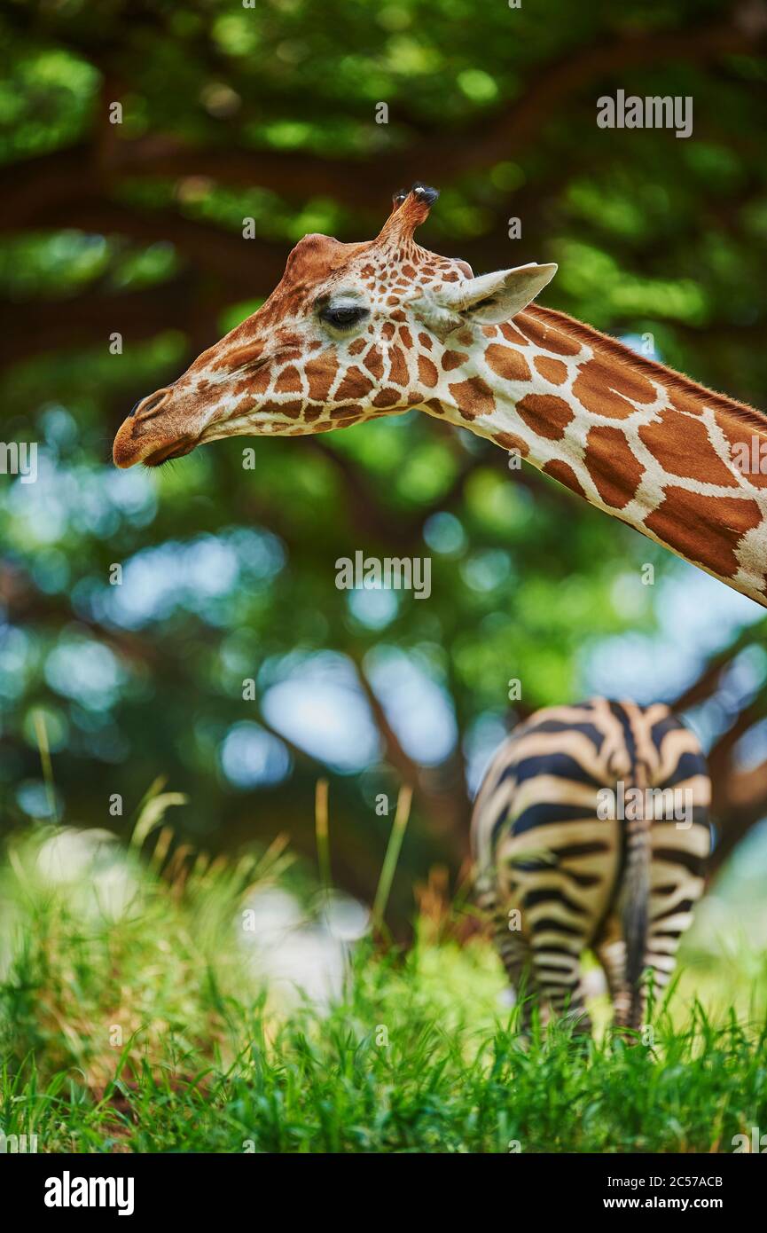 Reticulated giraffe, Giraffa camelopardalis reticulata, portrait ...