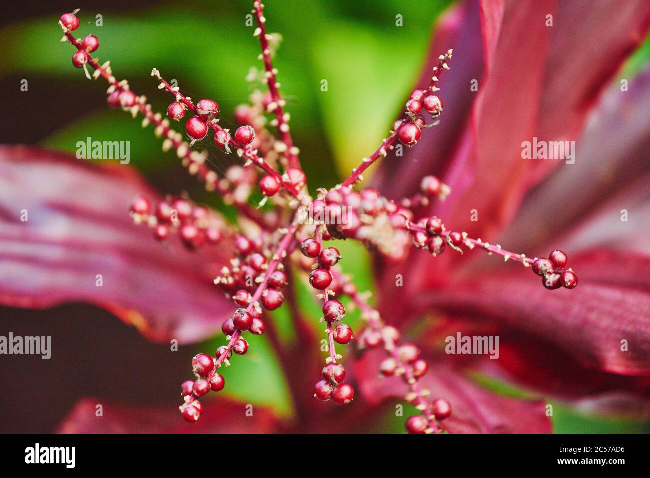 Club lily (Cordyline fruticosa), agave plant from the tropical ...