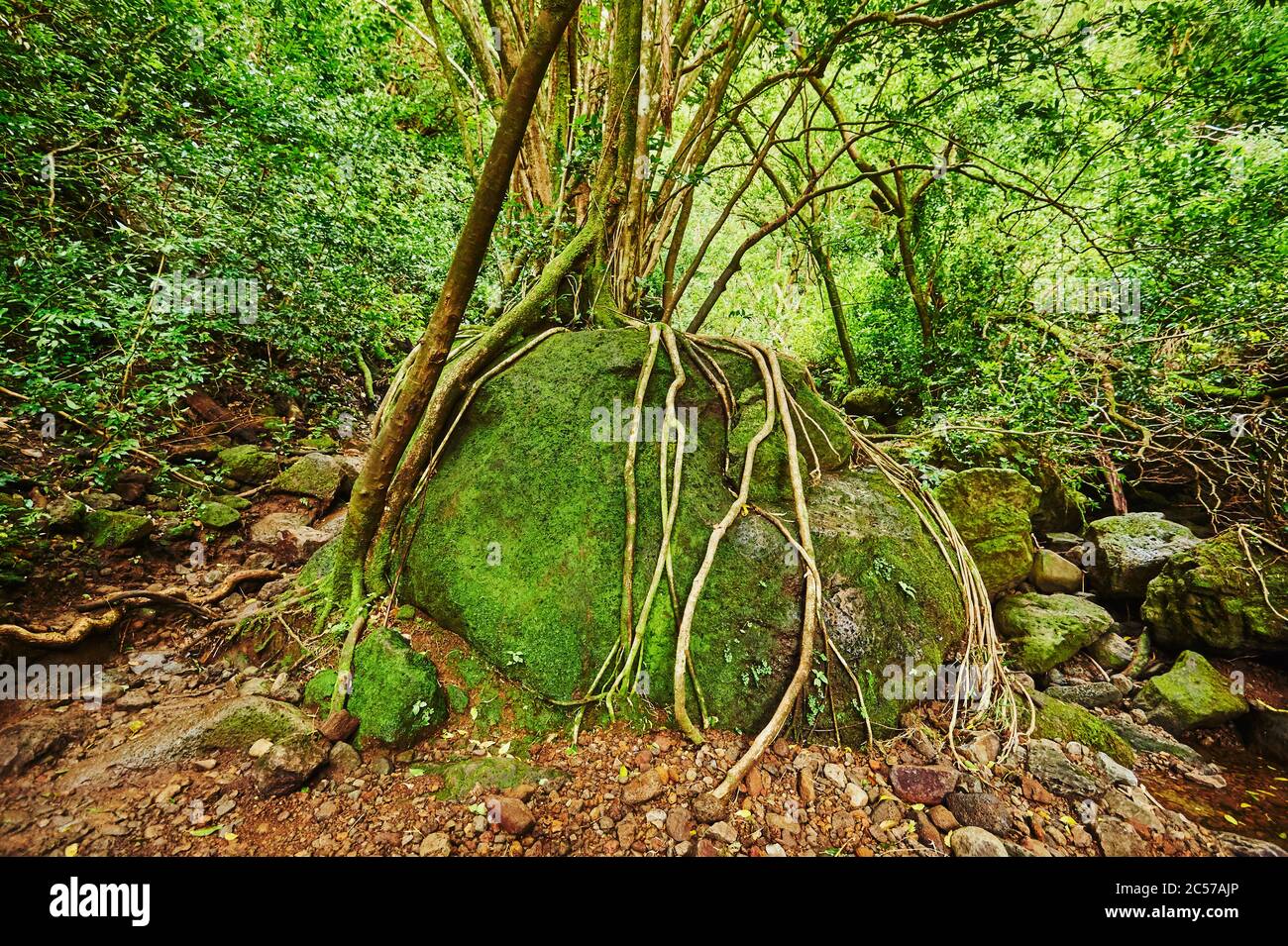 Rainforest on the "Lulumahu trail" on the way to the Lulumahu ...