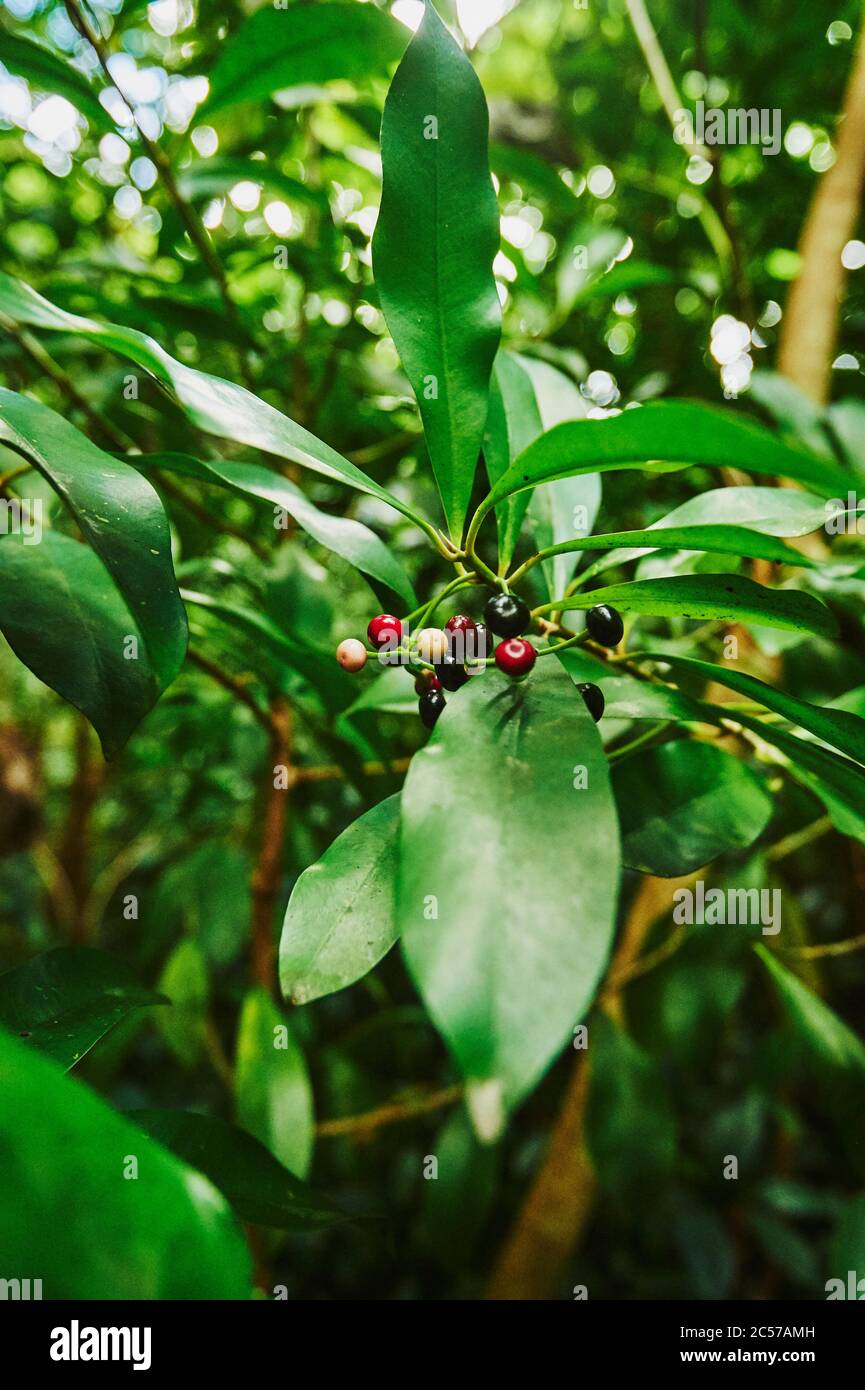 Fruit, plant, tropical, Hawaii, Aloha State, United States Stock Photo ...
