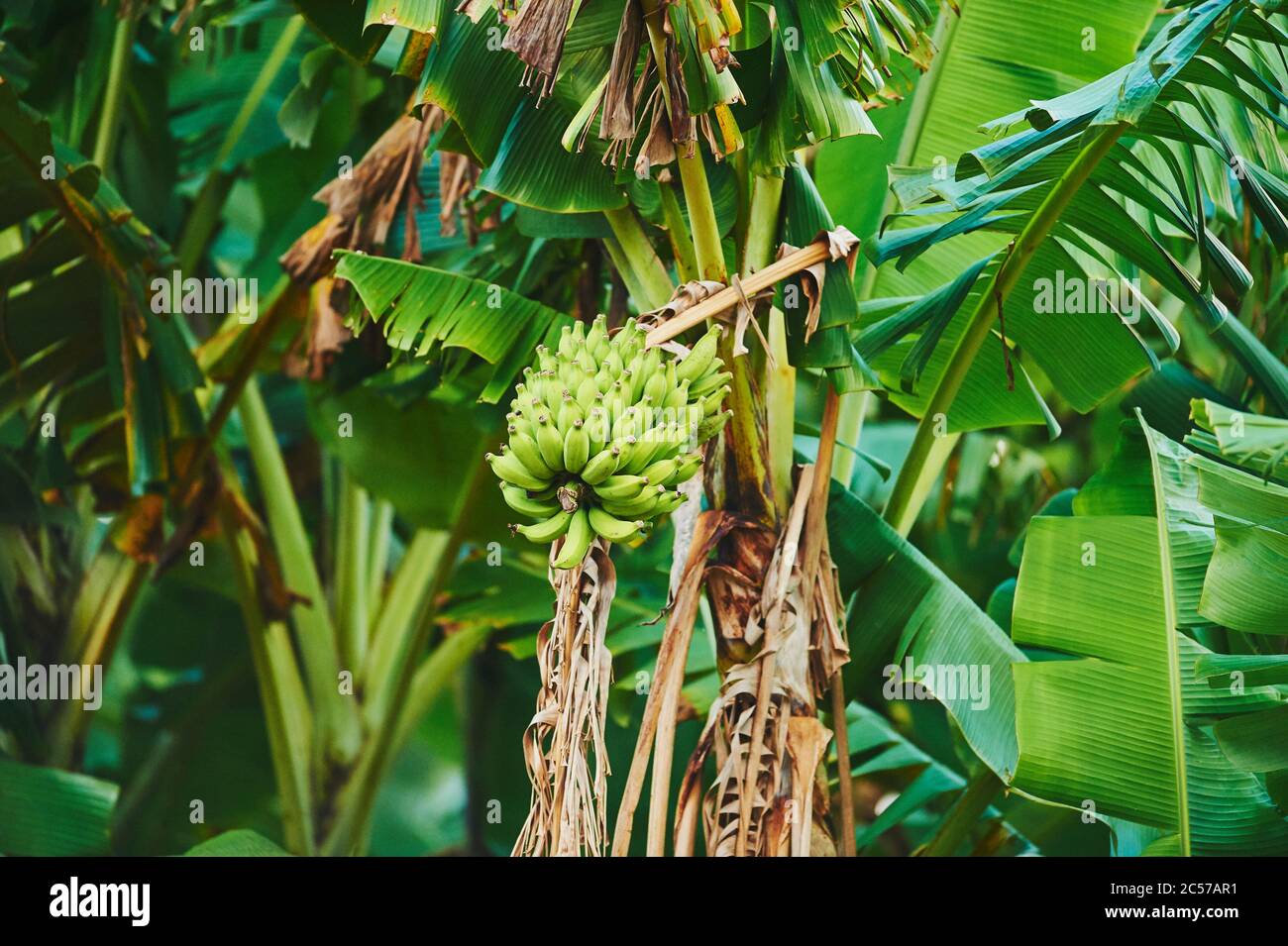 Bananas, Musea, on a plantation, Hawaii, Aloha State, United States ...