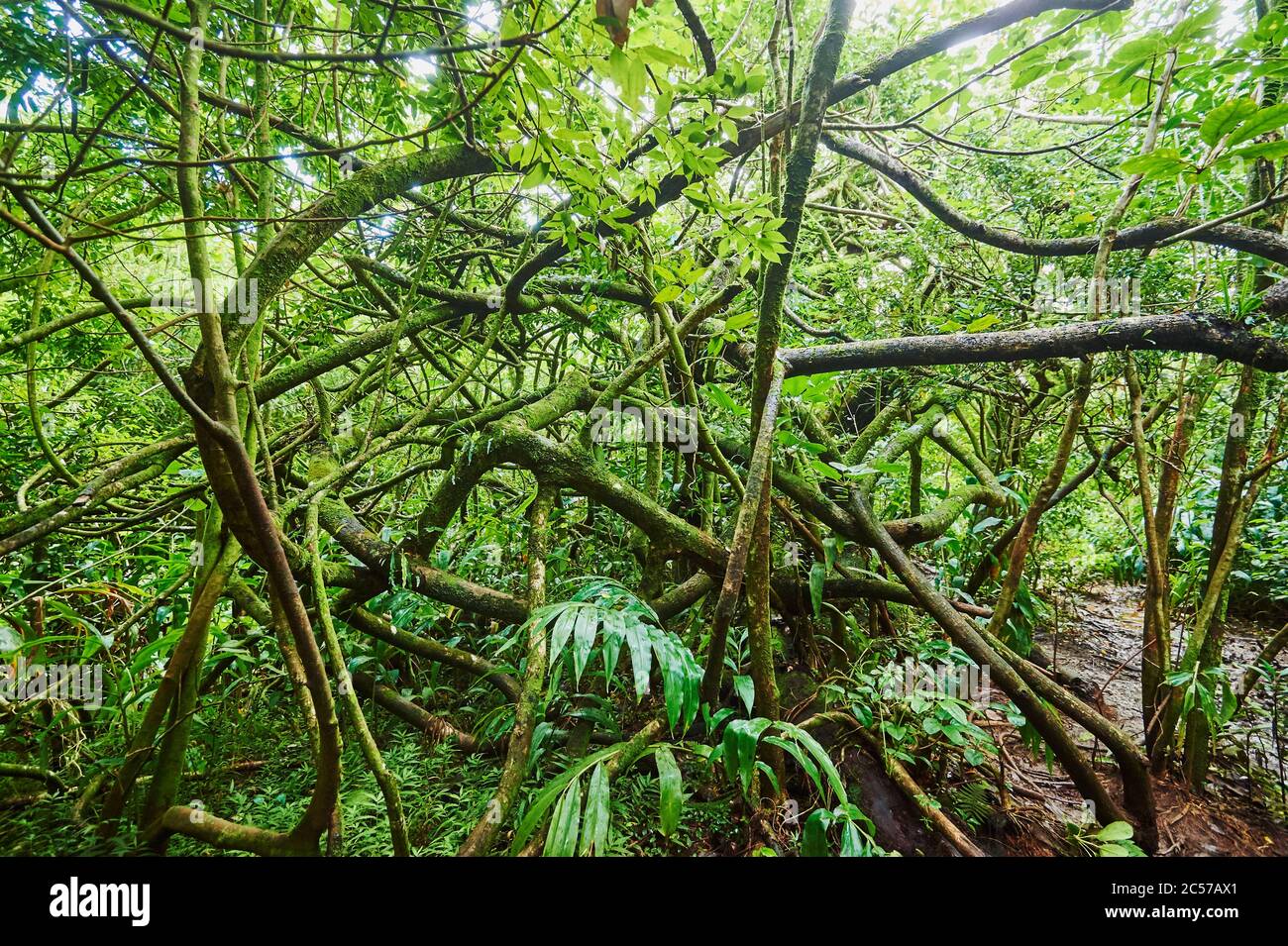 Rainforest on the "Lulumahu trail" on the way to the Lulumahu ...