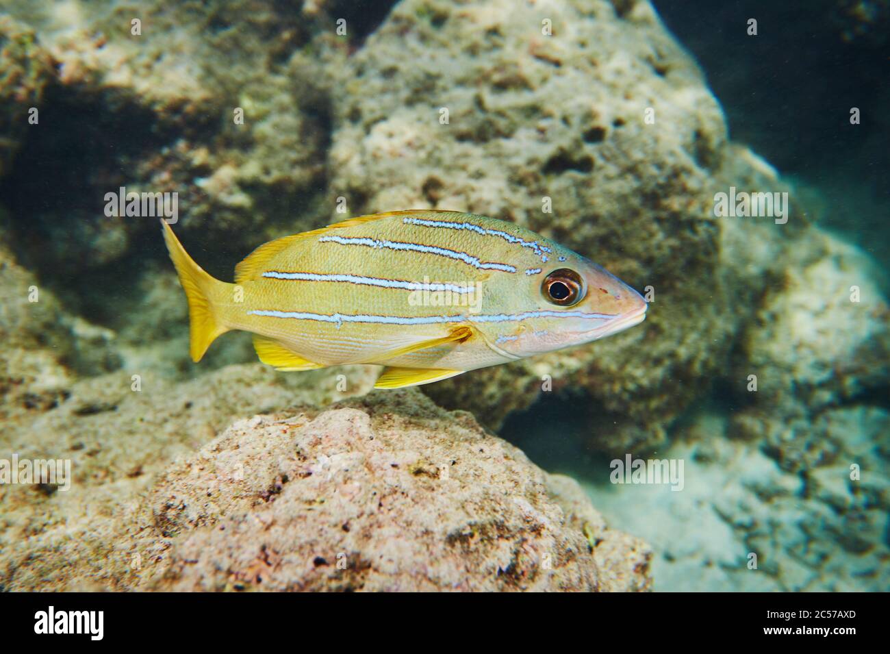 Blue-streaked snapper (Lutjanus kasmira), fish, sideways, swimming ...