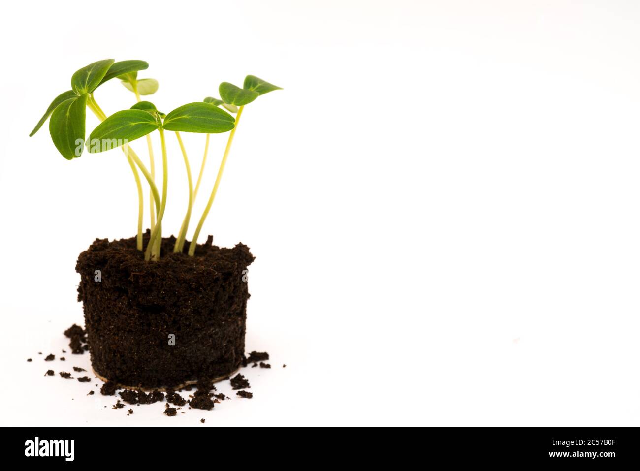 Green young sprouts from the soil. Agricultural crop. Growing plants ...