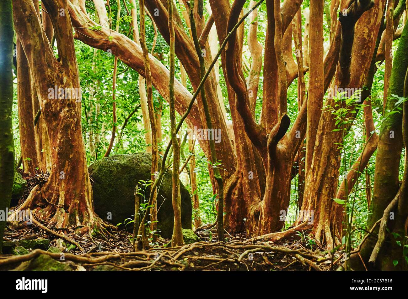Rainforest on the "Lulumahu trail" on the way to the Lulumahu ...