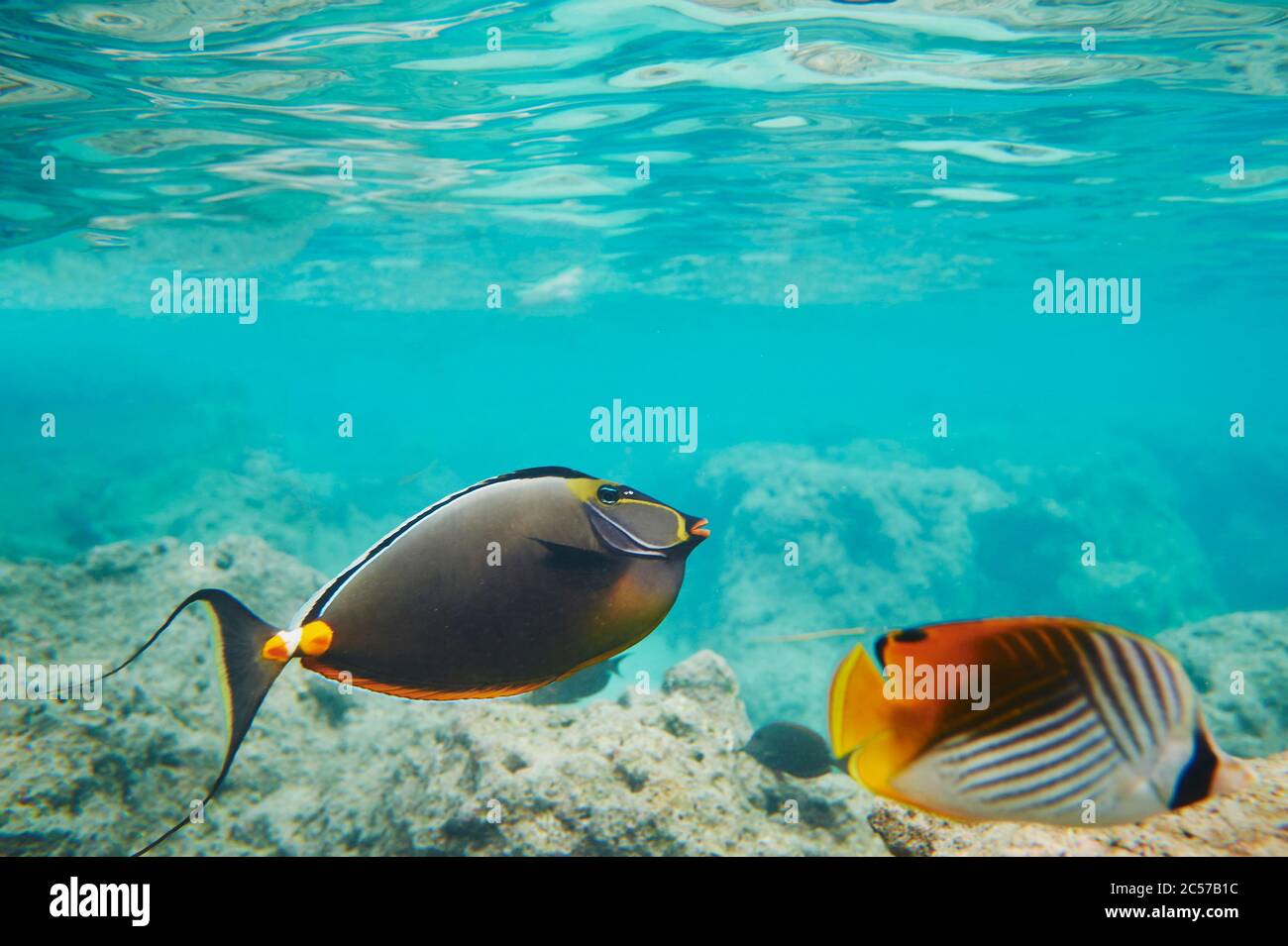 Rhinoceros, Surgeonfish, (Naso lituratus), Lateral, Swimming, Colorful ...
