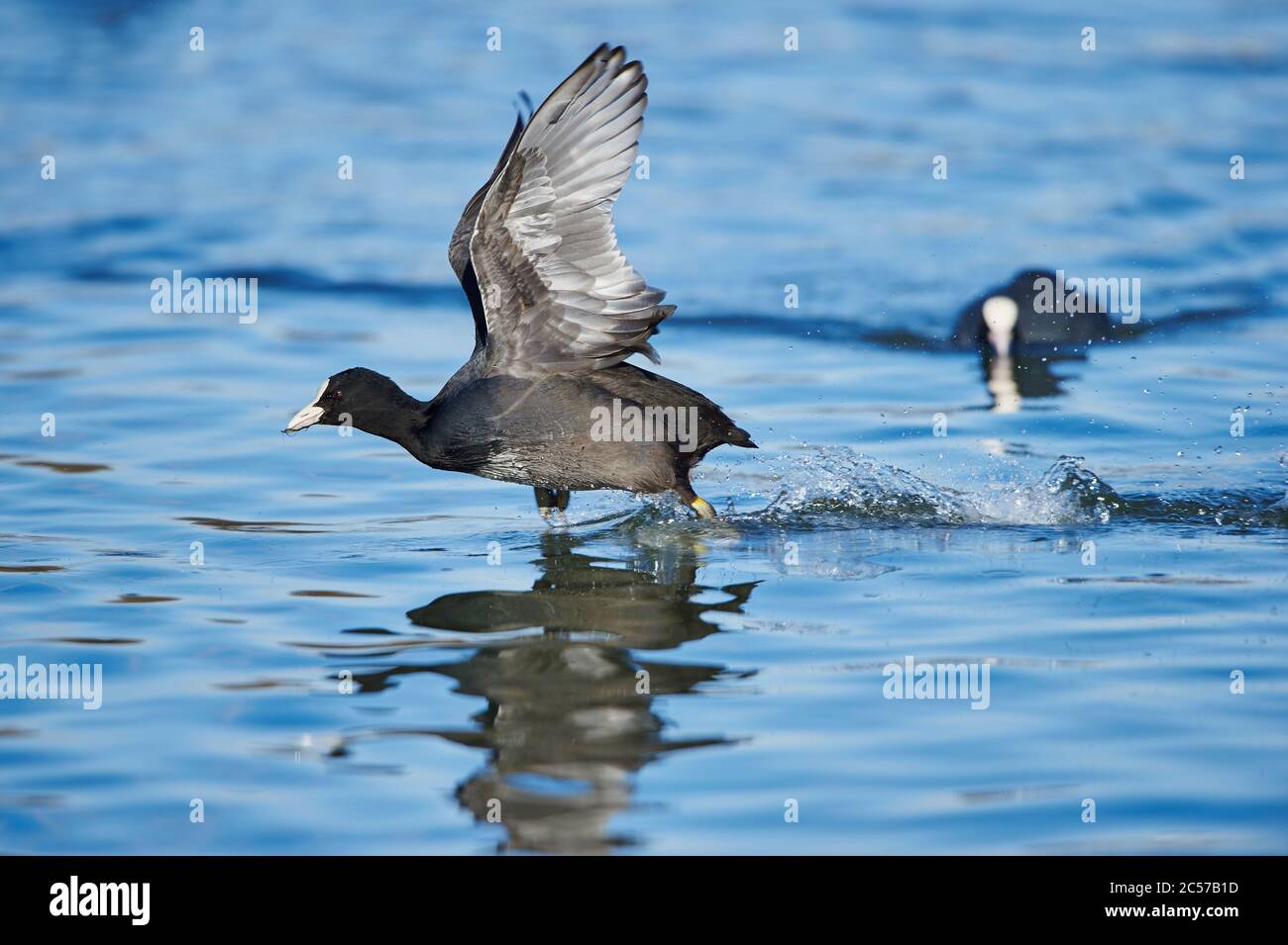 Water fighting motion human body hi-res stock photography and images ...