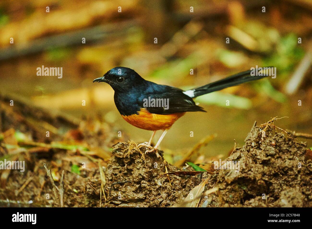 Greater thrush (Copsychus malabaricus), white-rumped shama, standing ...