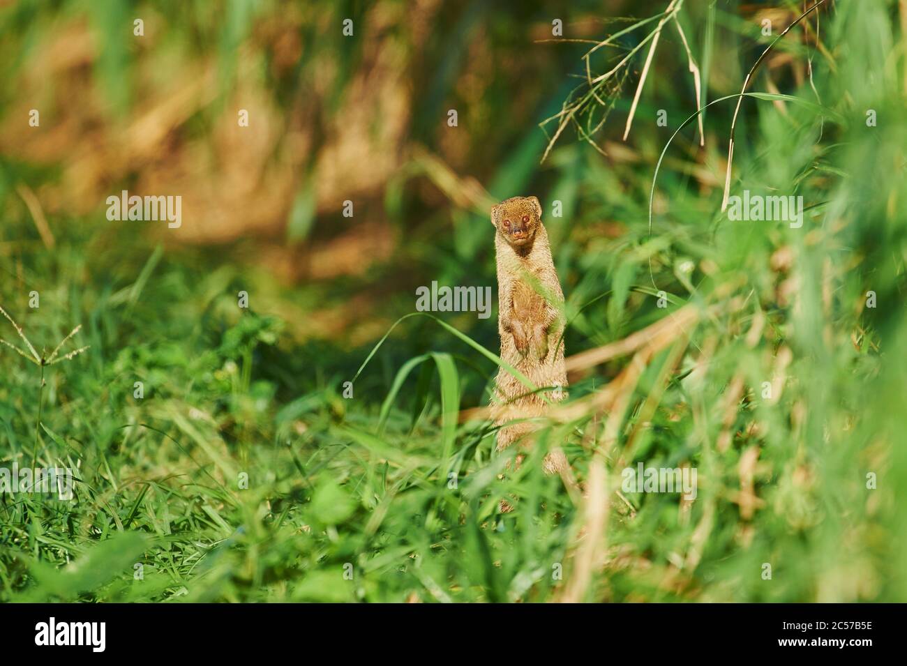 Little Mongoose (Herpestes javanicus), standing, male making, sideways ...