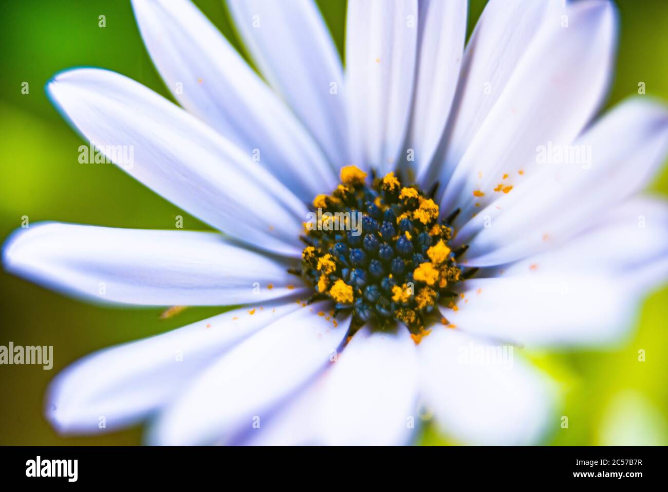 Shrubby daisybush hi-res stock photography and images - Alamy