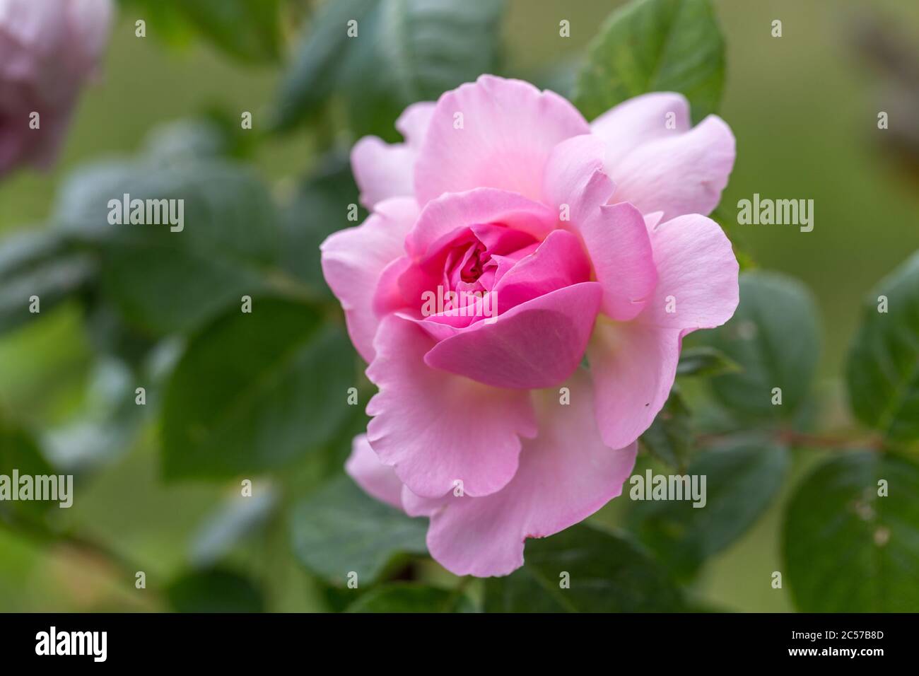 Blooming rose in the garden on a sunny day. Rose The Ancient Mariner ...