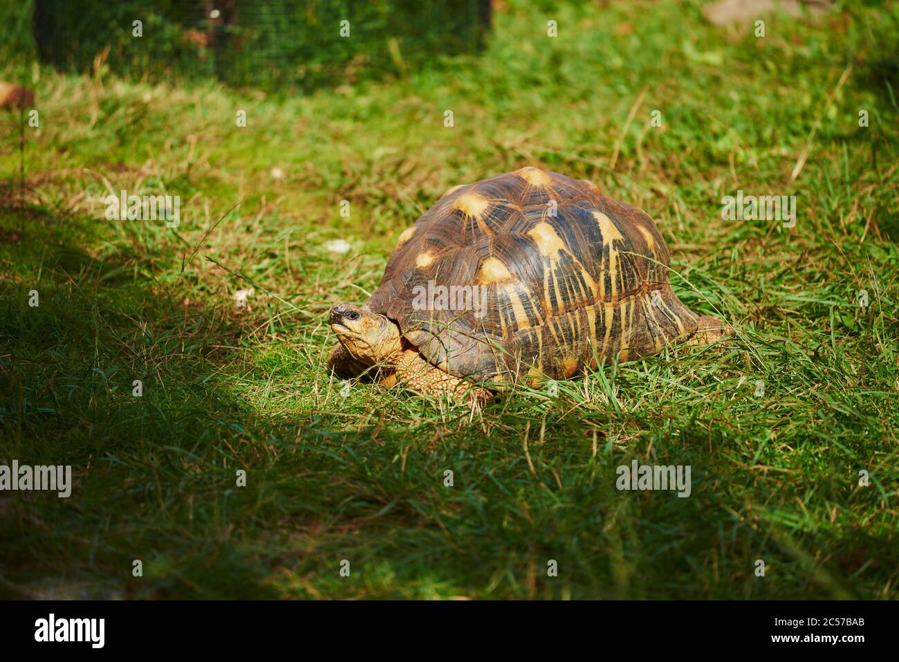 Human becoming an animal hi-res stock photography and images - Alamy