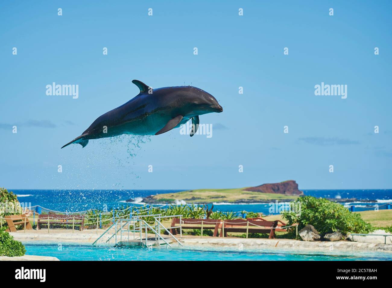 Bottlenose dolphin, Tursiops truncatus, jumping sideways, Hawaiian ...