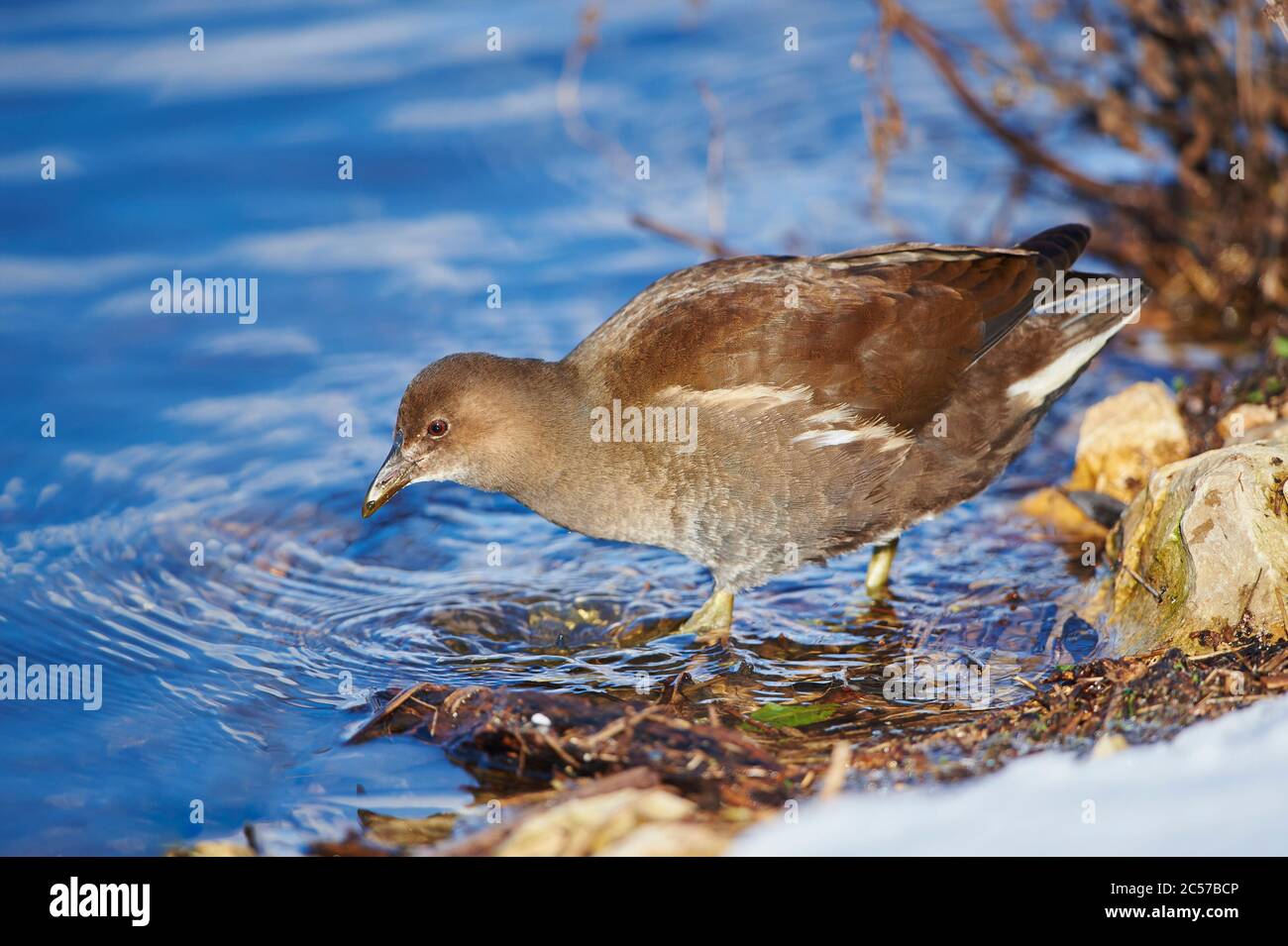 Common Moorhen (Gallinula chloropus), female at the water's edge ...