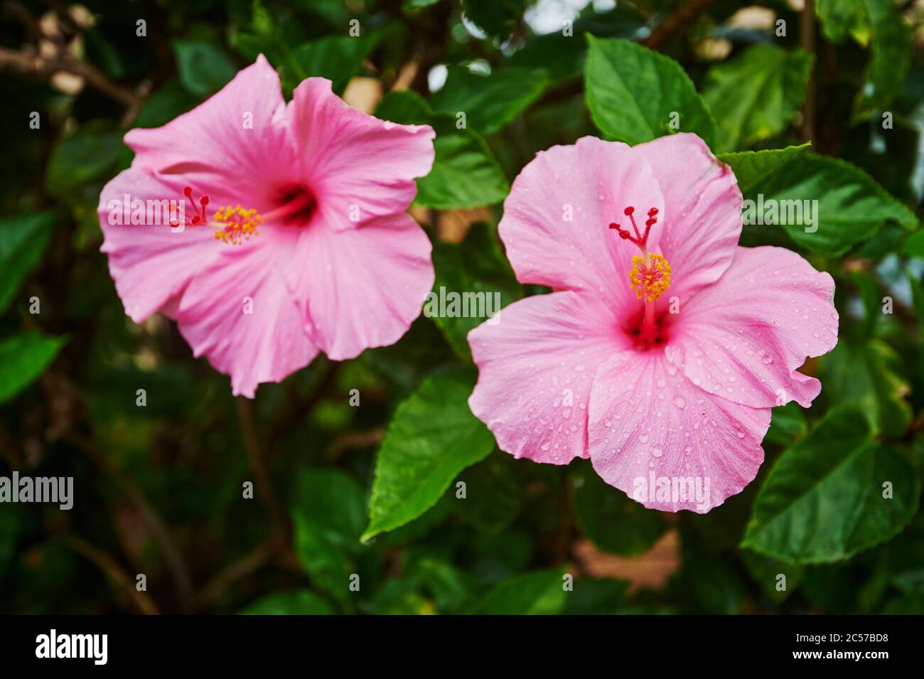 Blossom of a Chinese rose marshmallow, hibiscus, (Hibiscus rosa ...
