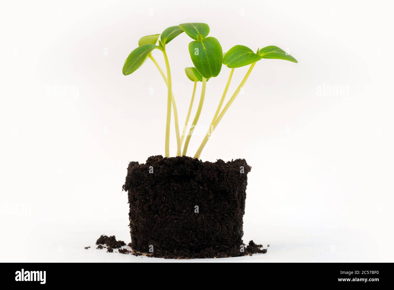 Green young sprouts from the soil. Agricultural crop. Growing plants ...