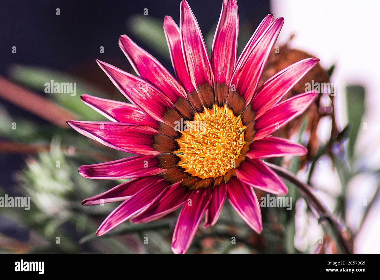 Treasure flower colours hi-res stock photography and images - Alamy