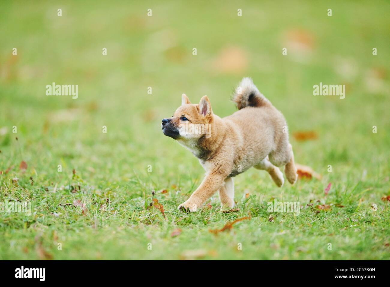 Why Do Puppies Run Sideways