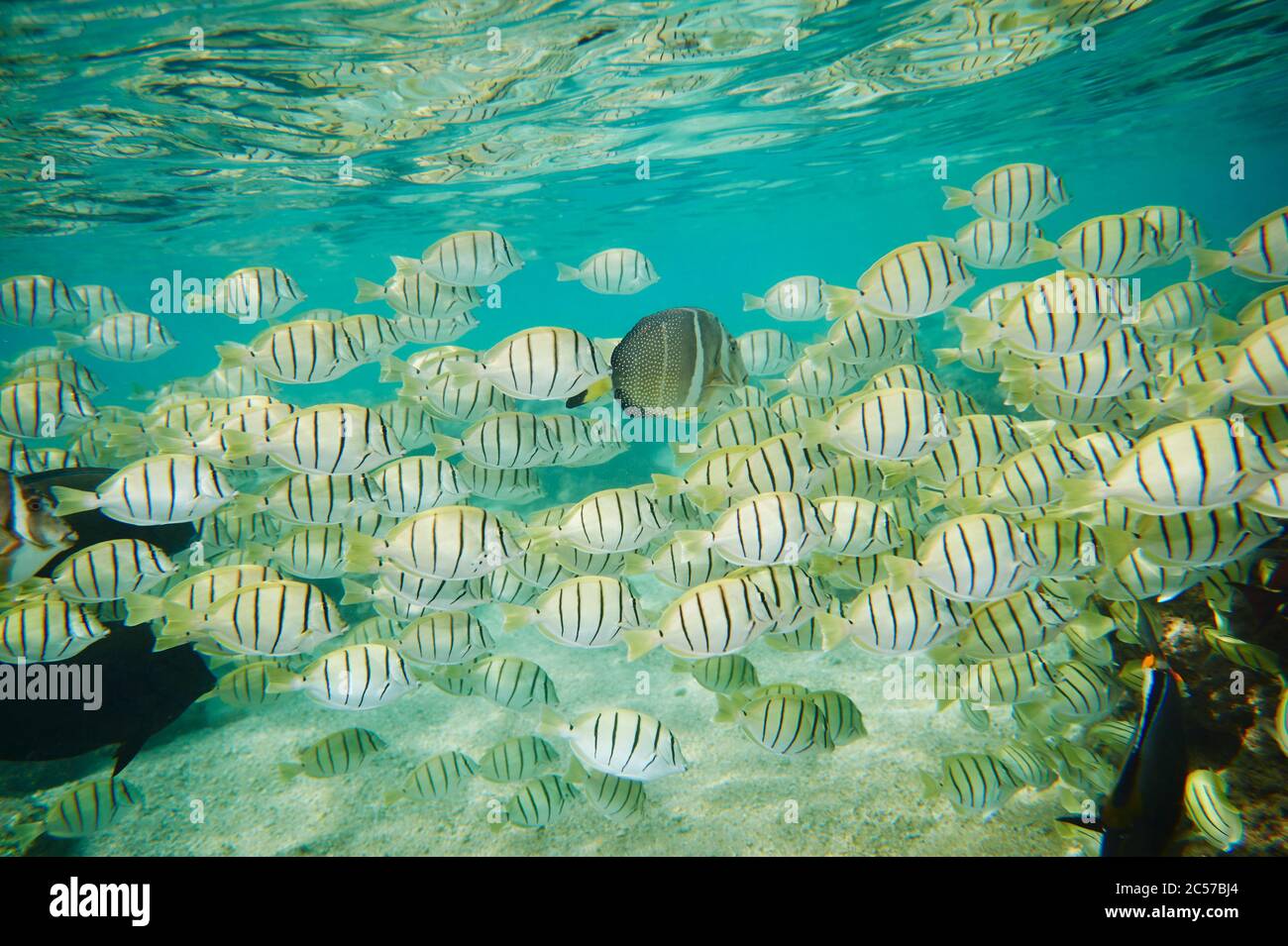 Convict surgeonfish (Acanthurus triostegus), school of fish, sideways ...