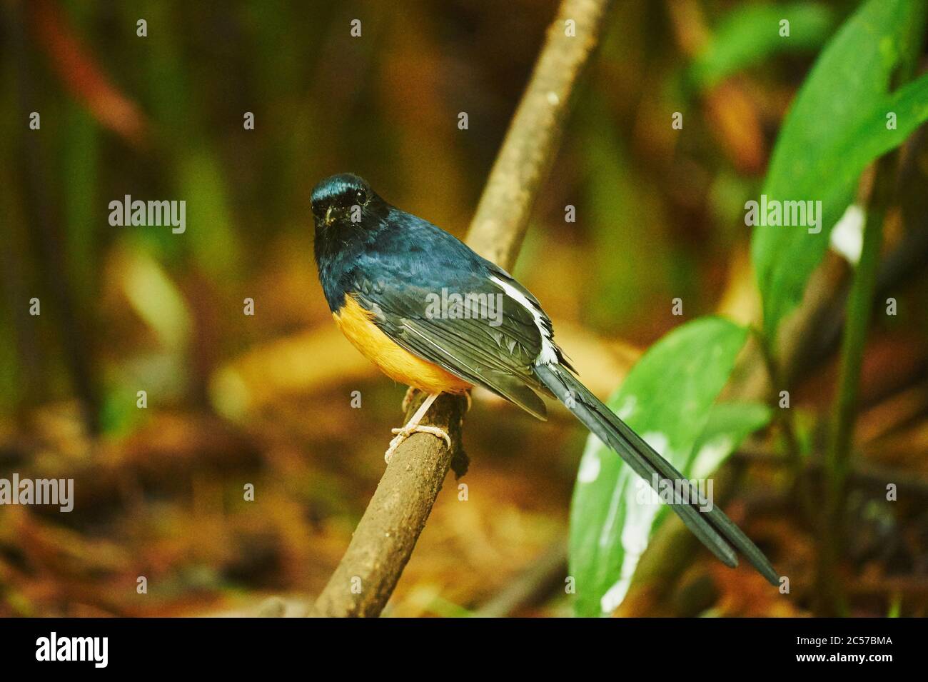 White rumped shama thrush hi-res stock photography and images - Alamy
