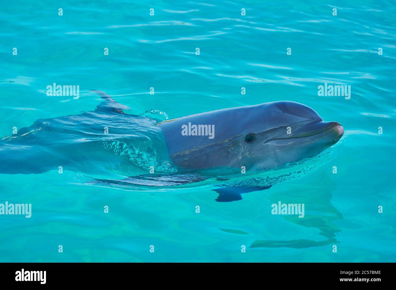 Bottlenose dolphin, Tursiops truncatus, swimming, sideways, portrait ...