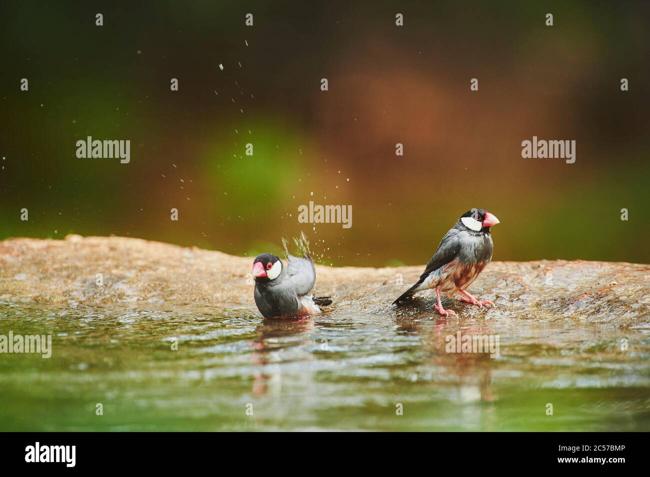 Rice finch (Lonchura oryzivora), water's edge, standing, sideways ...