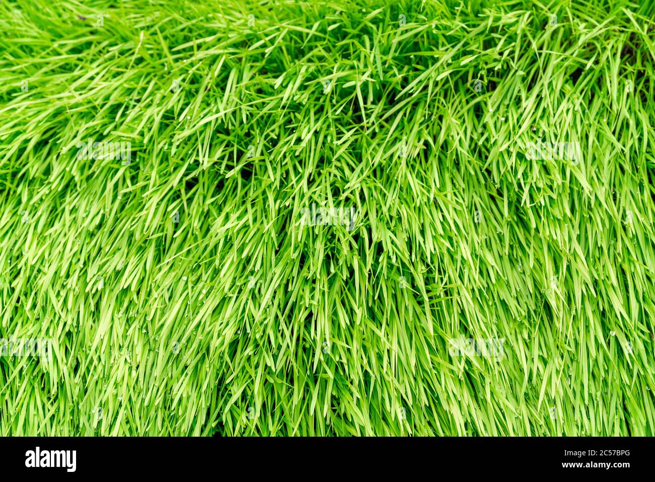 Green beautiful stems. Natural background. Spring seedlings of a plant ...