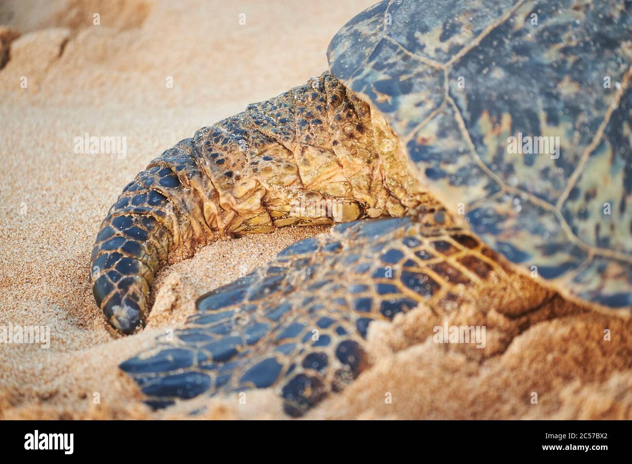 Hawaii turtle bay turtles hi-res stock photography and images - Alamy