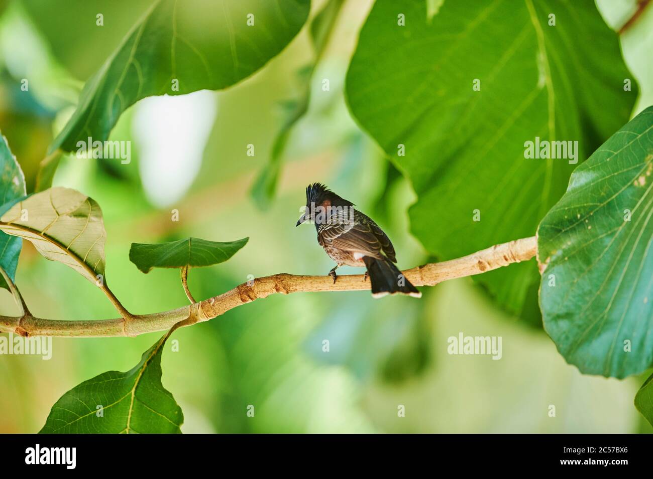 Sußbülbül (Pycnonotus cafer), sitting, branch, frontal, Oahu, Hawaii ...