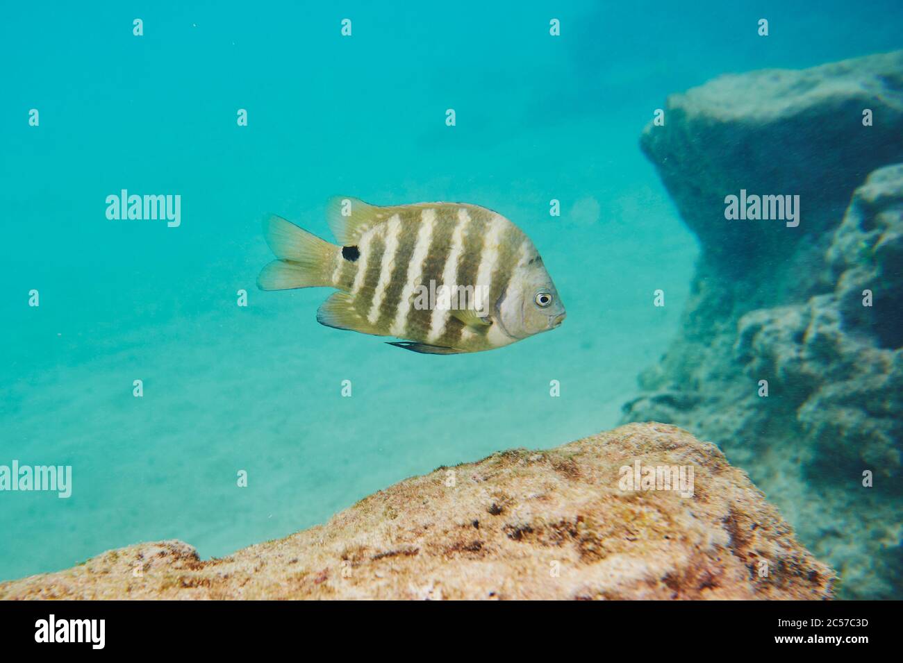 Damselfish, Abudefduf saxatilis, Fish, Lateral, Swim, Colorful Coral ...