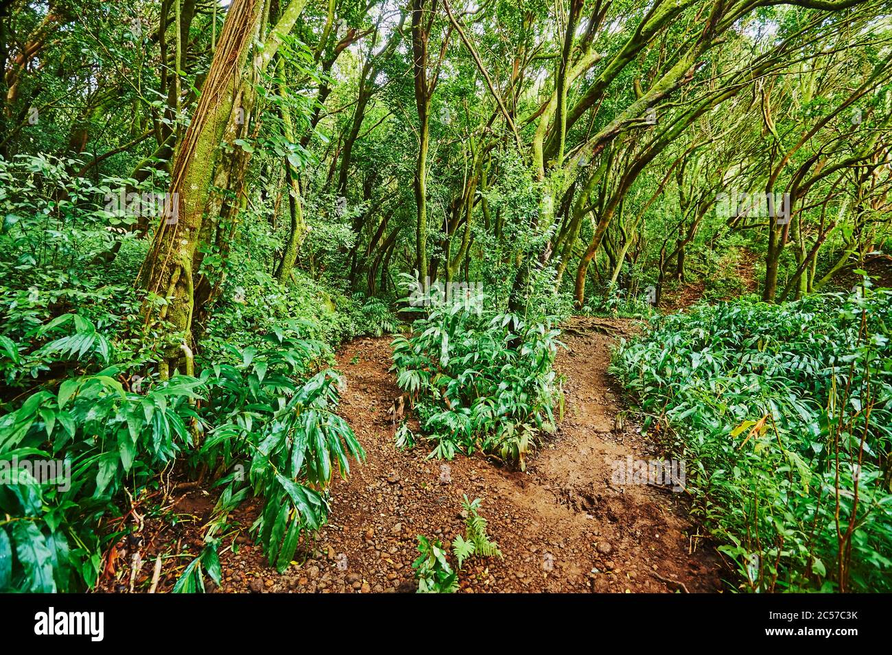 Hiking trail through the rainforest "Lulumahu trail" to the Lulumahu ...