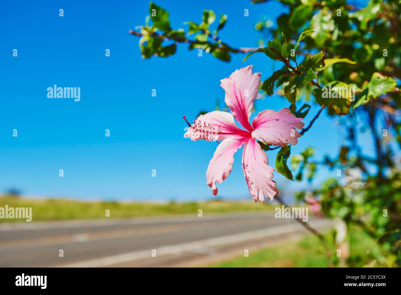 Blossom of a Chinese rose marshmallow, hibiscus, (Hibiscus rosa ...