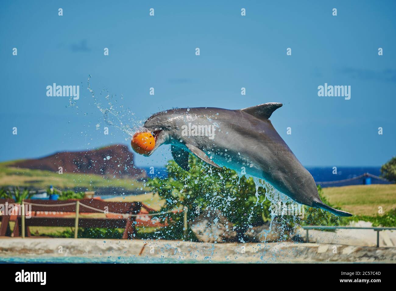 Bottlenose dolphin, Tursiops truncatus, jumping sideways, Hawaiian ...