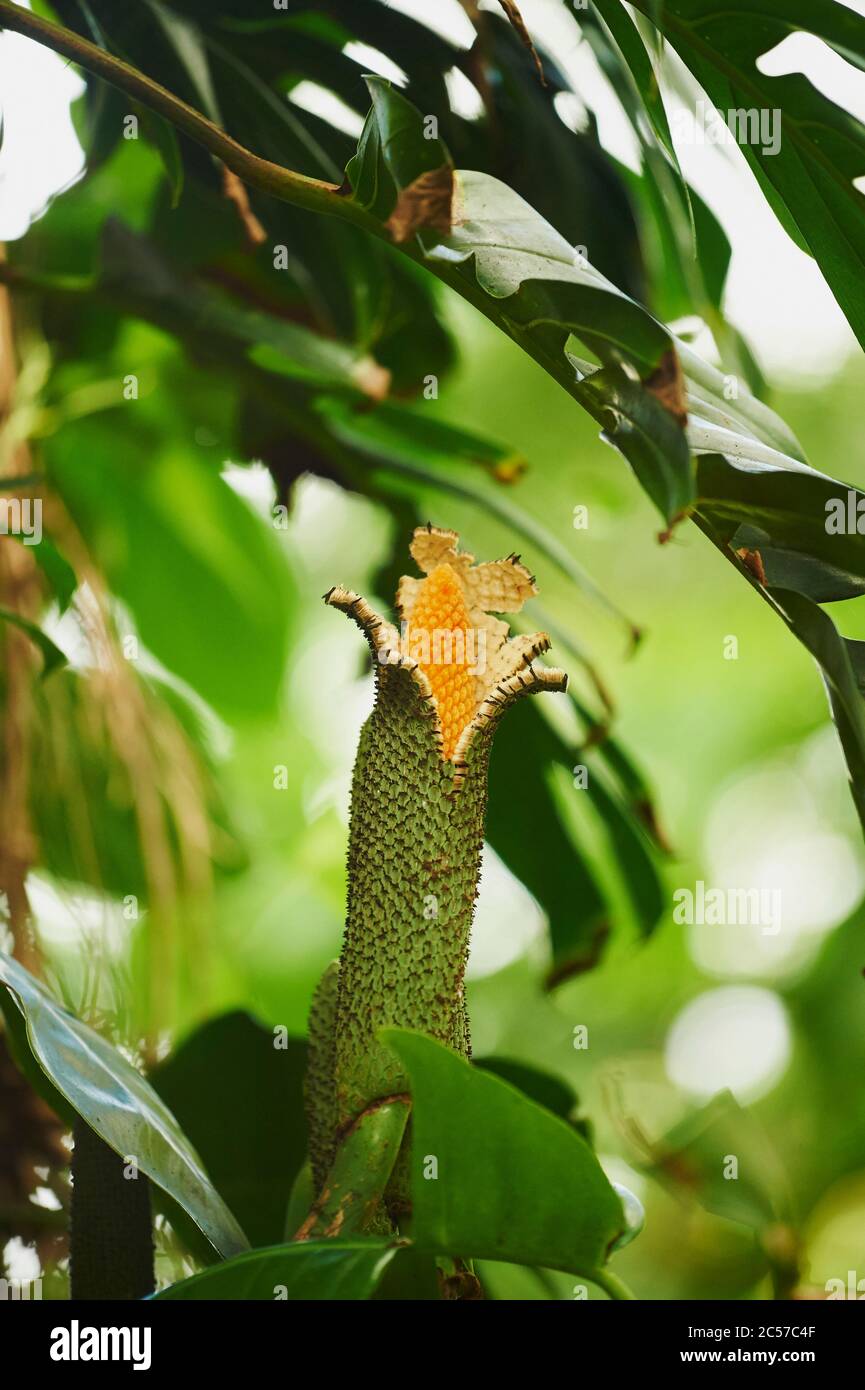 Delicious window leaf (Monstera deliciosa), bloom, blooming, Hawaii ...