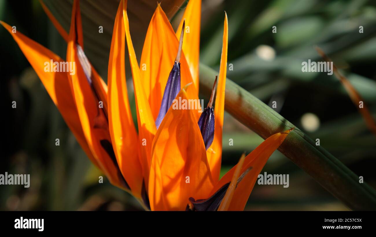 Bird of paradise fower macro - Crane flower -Sterlizia reginae Stock ...