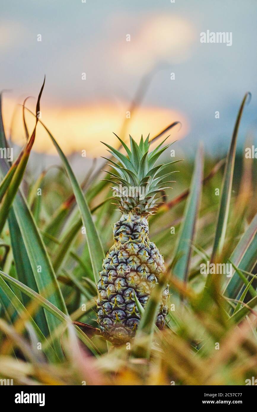 Pineapple (Ananas comosus), plantation, growing, Hawaii, Aloha State ...