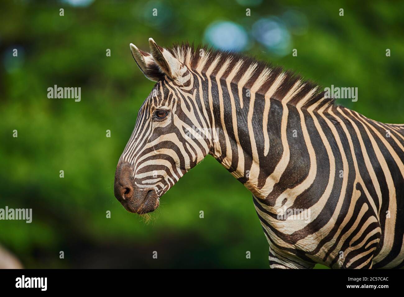 Important well known hi-res stock photography and images - Alamy