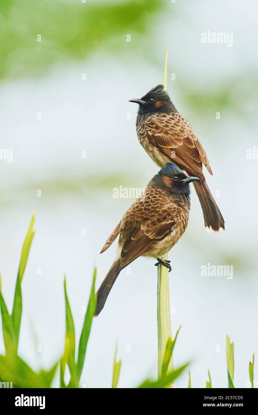 Sußbülbül (Pycnonotus cafer), sitting, branch, frontal, Oahu, Hawaii ...