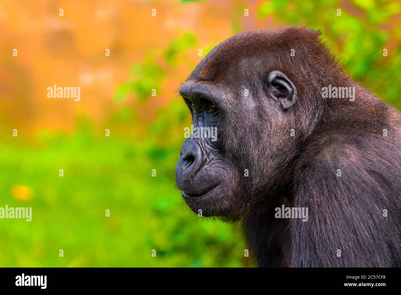 Female gorilla in zoo. Photo from animal live Stock Photo - Alamy