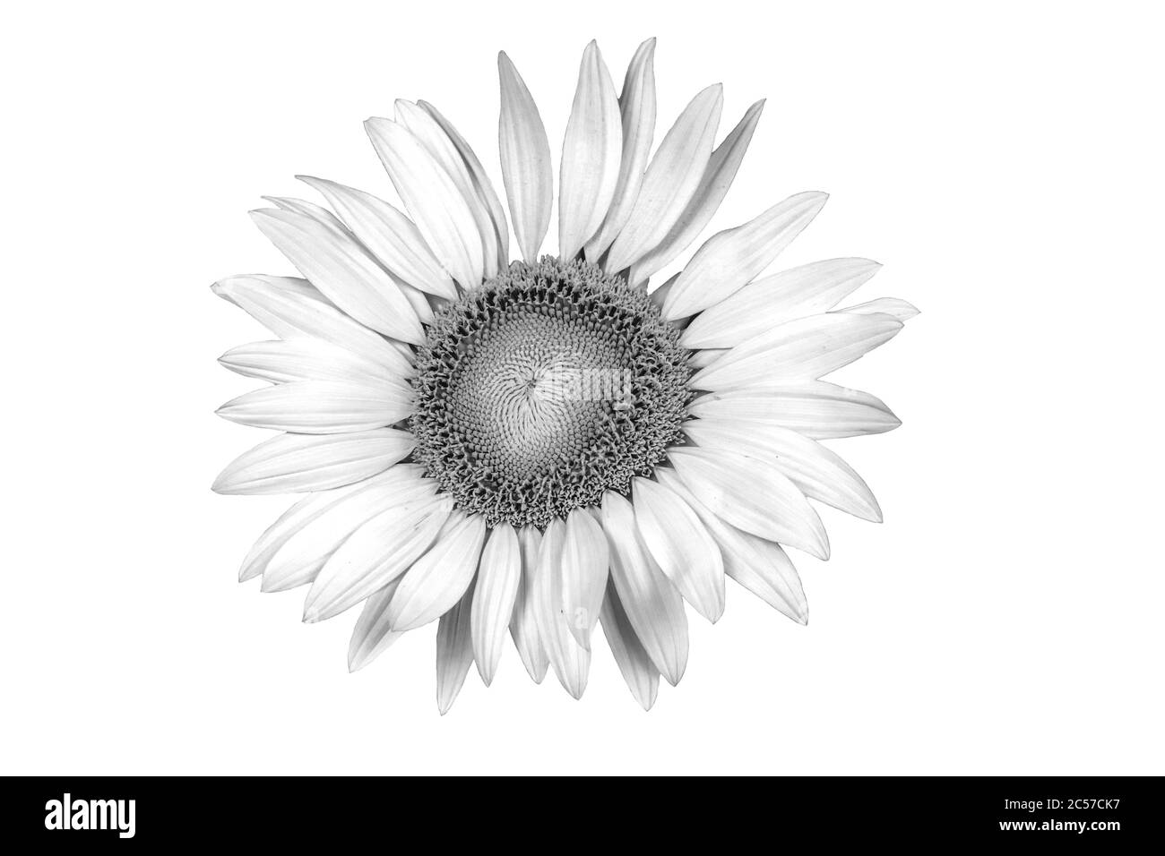 Black and white flower. One flower. Detail bloosom Stock Photo - Alamy