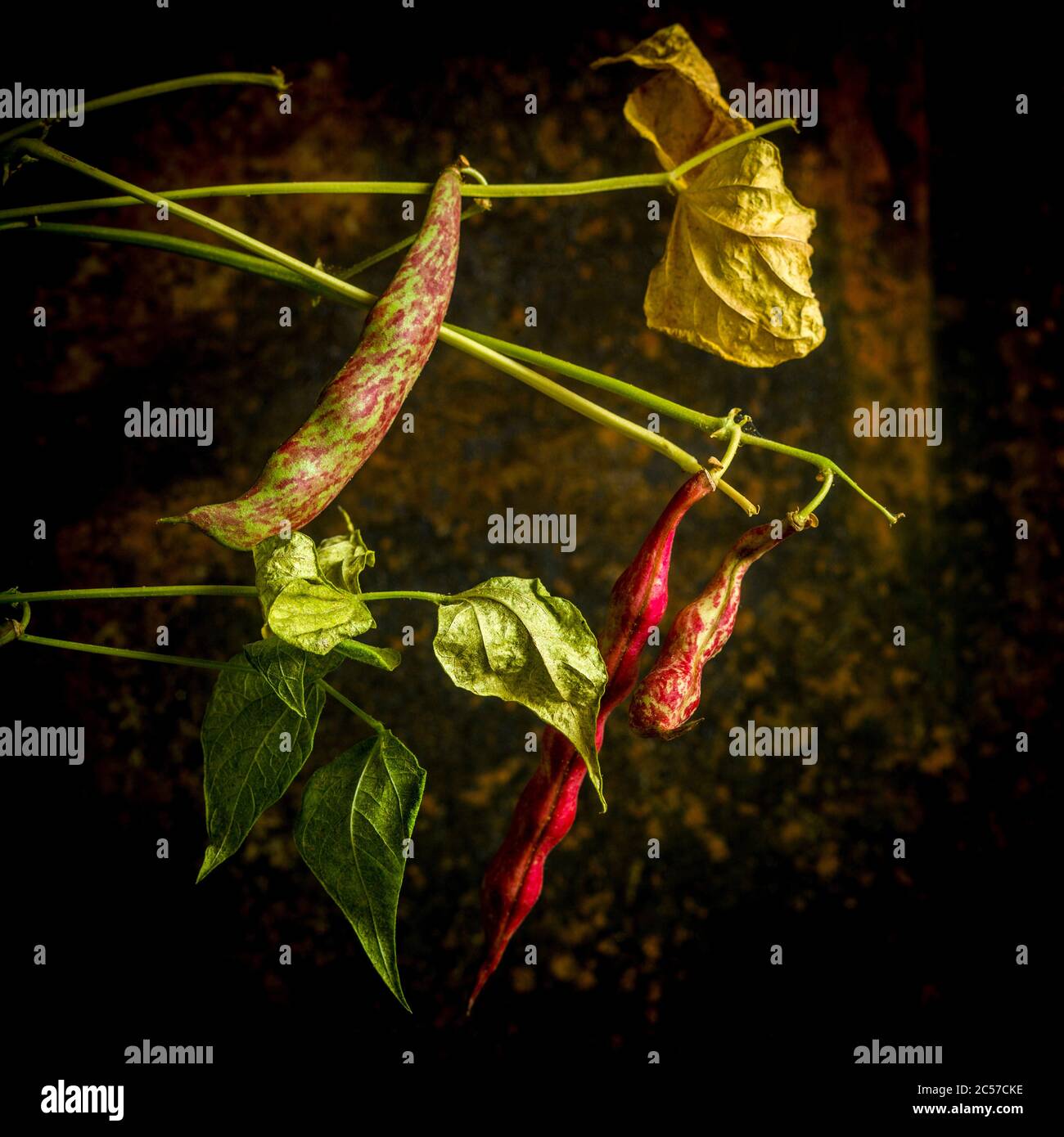 Borlotti bean hi-res stock photography and images - Alamy