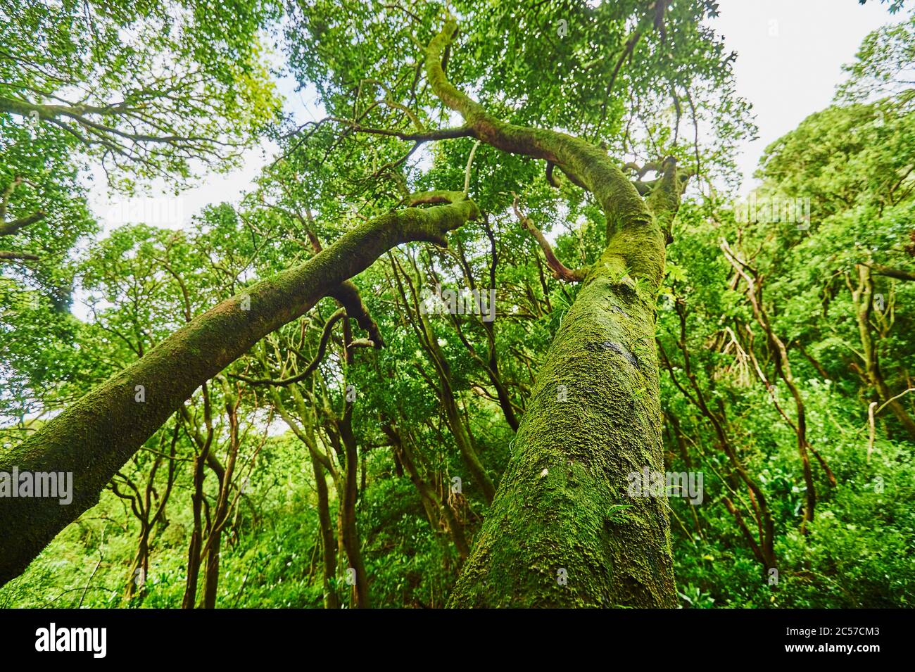 Rainforest on the "Lulumahu trail" on the way to the Lulumahu ...