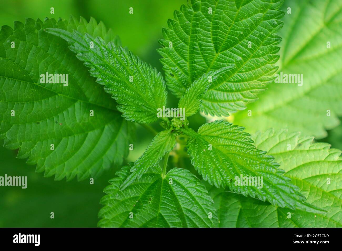 Close-up of nettle in nature with blur background. One green plant ...