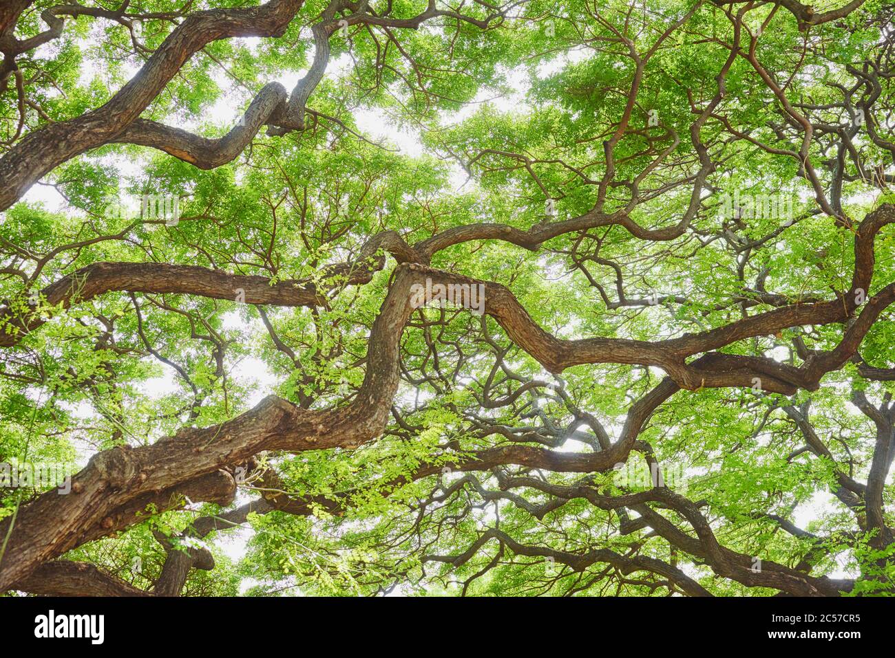 Mock acacia, black locust (Robinia pseudoacacia), tree, trunk, branches ...