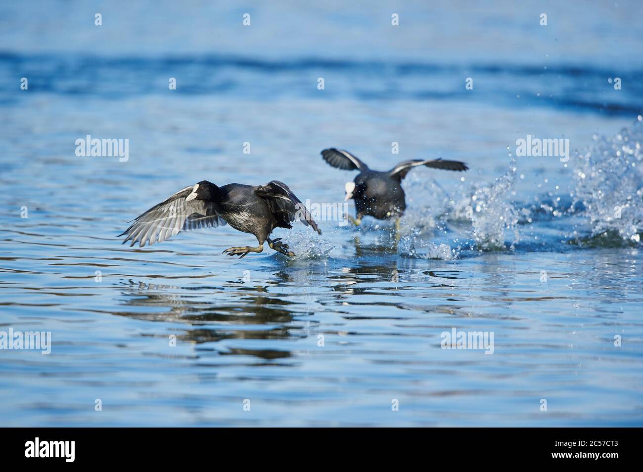Water fighting motion human body hi-res stock photography and images ...