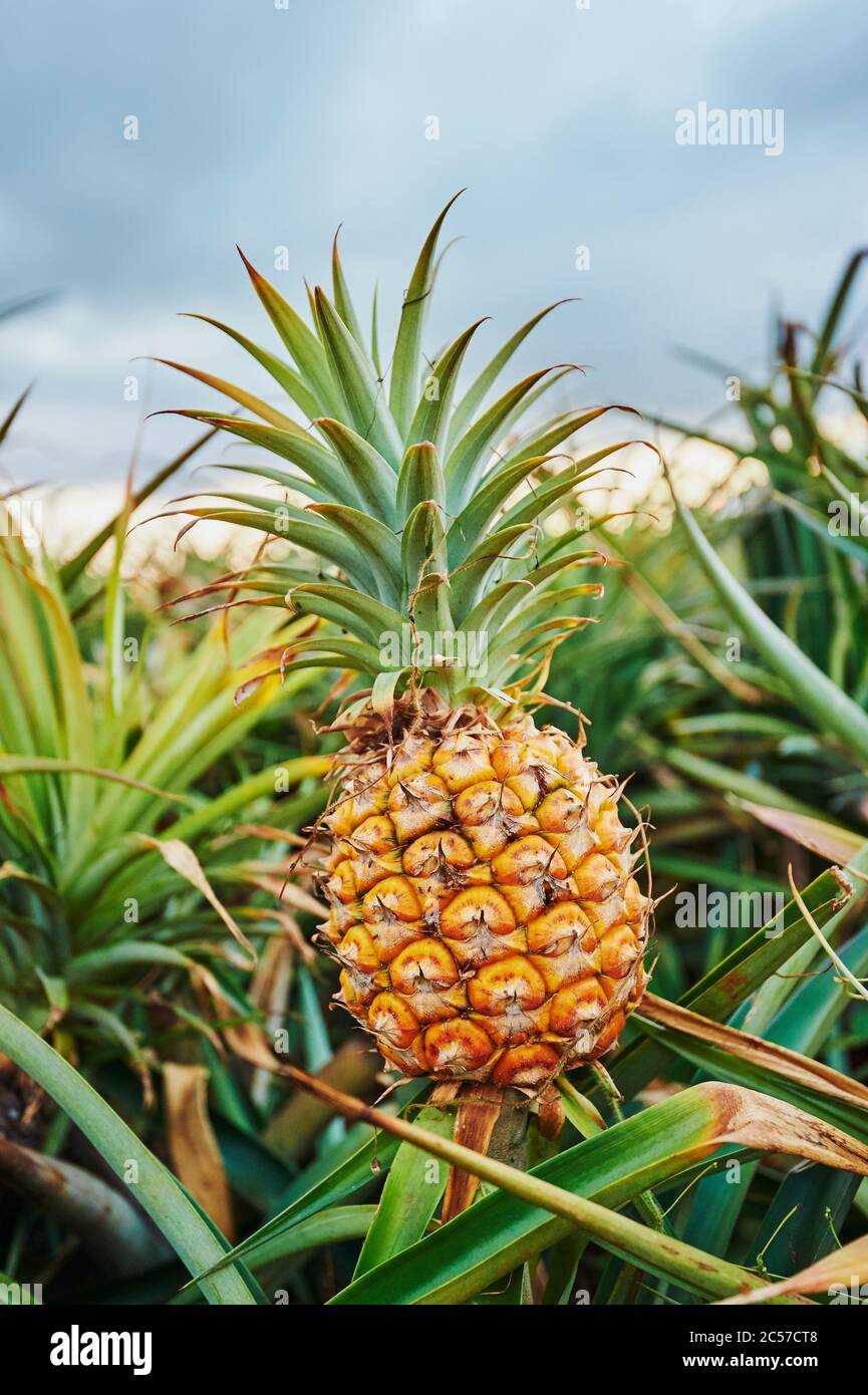 Pineapple (Ananas comosus), plantation, growing, Hawaii, Aloha State ...